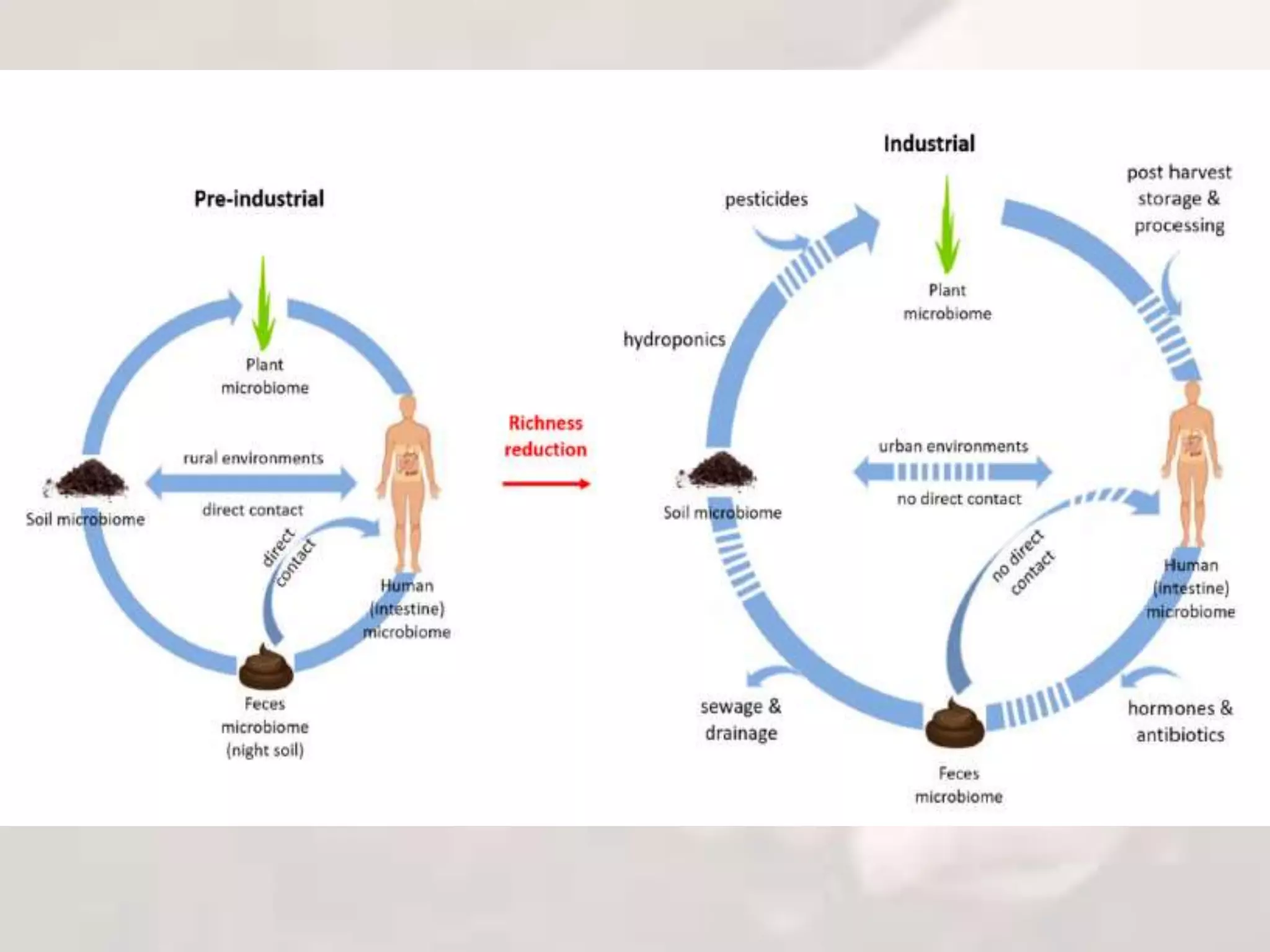 Does soil contribute to the human gut microbiome? | PPT
