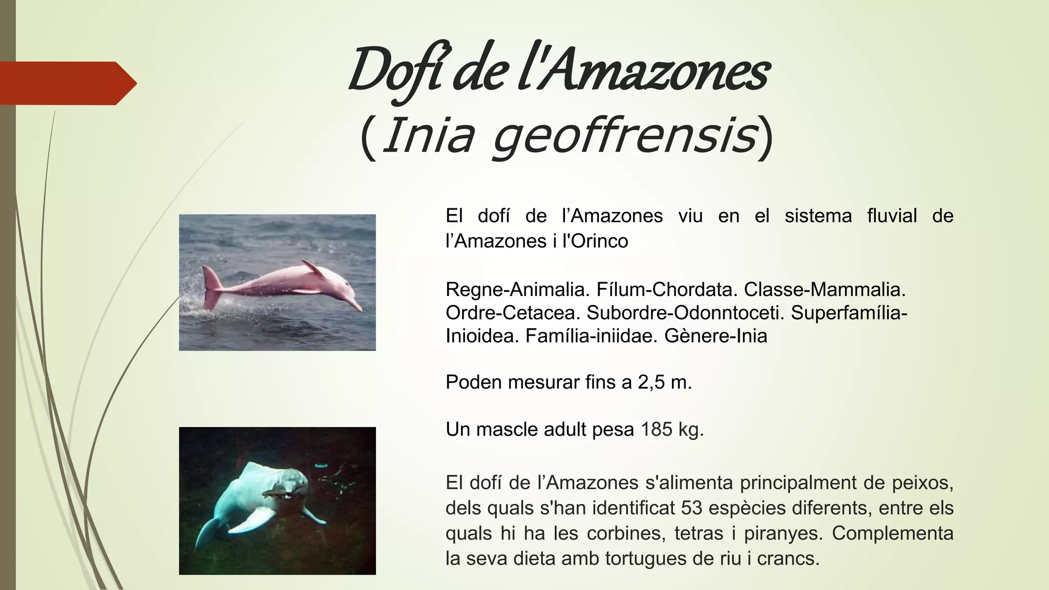 Dofí de l'amazones | PPTX