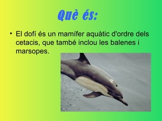 Dofi | PPT