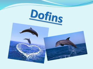 Dofins | PPTX
