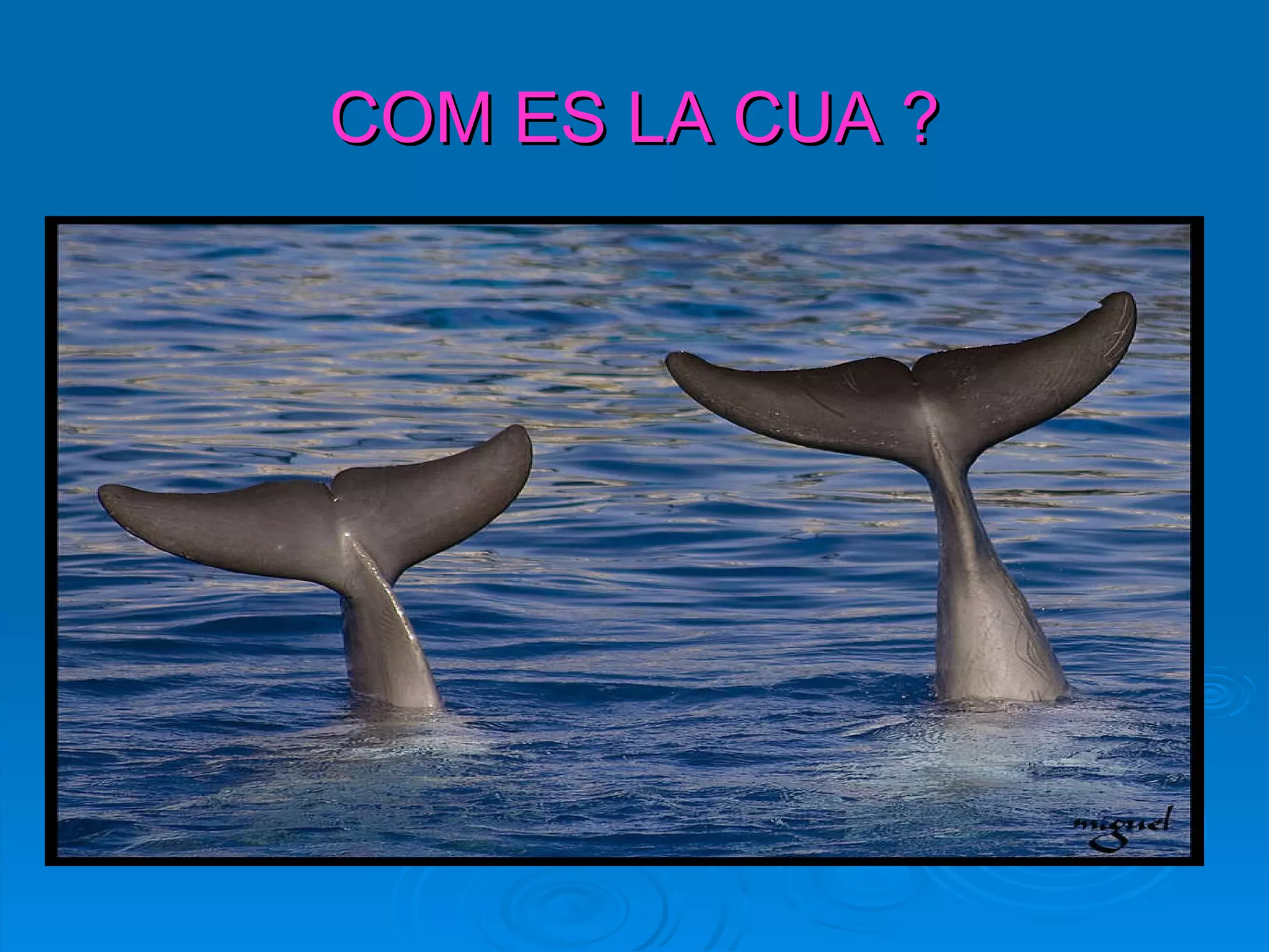 Els dofins (Encara més complet) | PPT