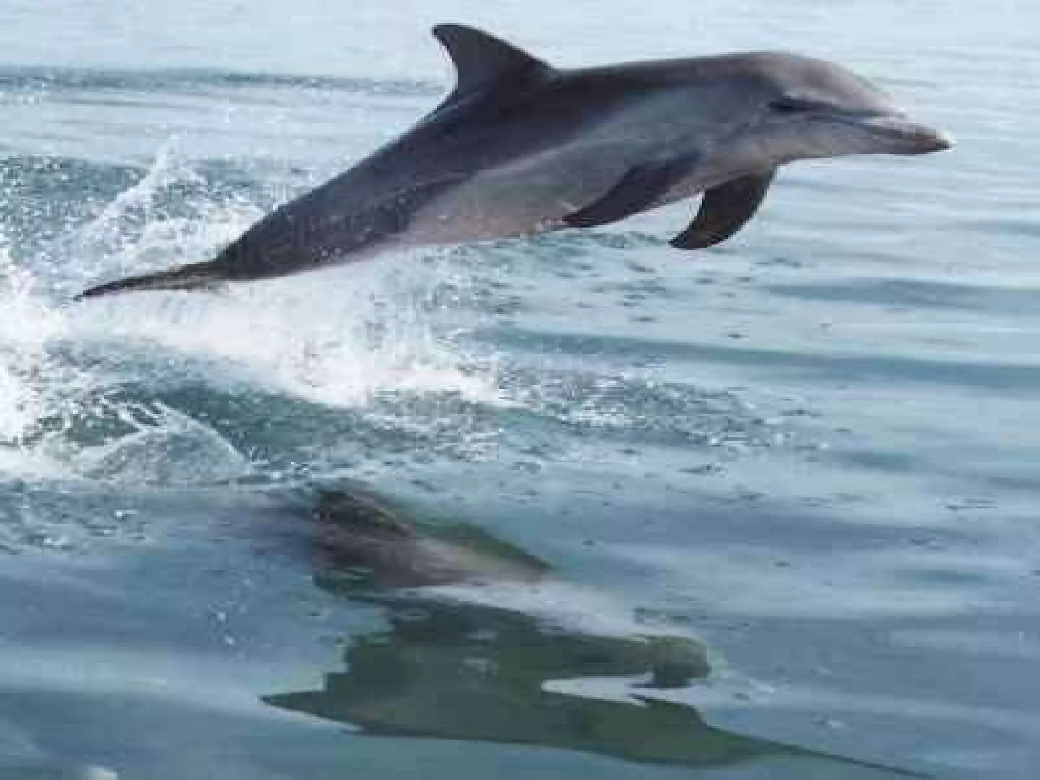 Els dofins (Encara més complet) | PPT | Zoos & Aquariums | Attractions