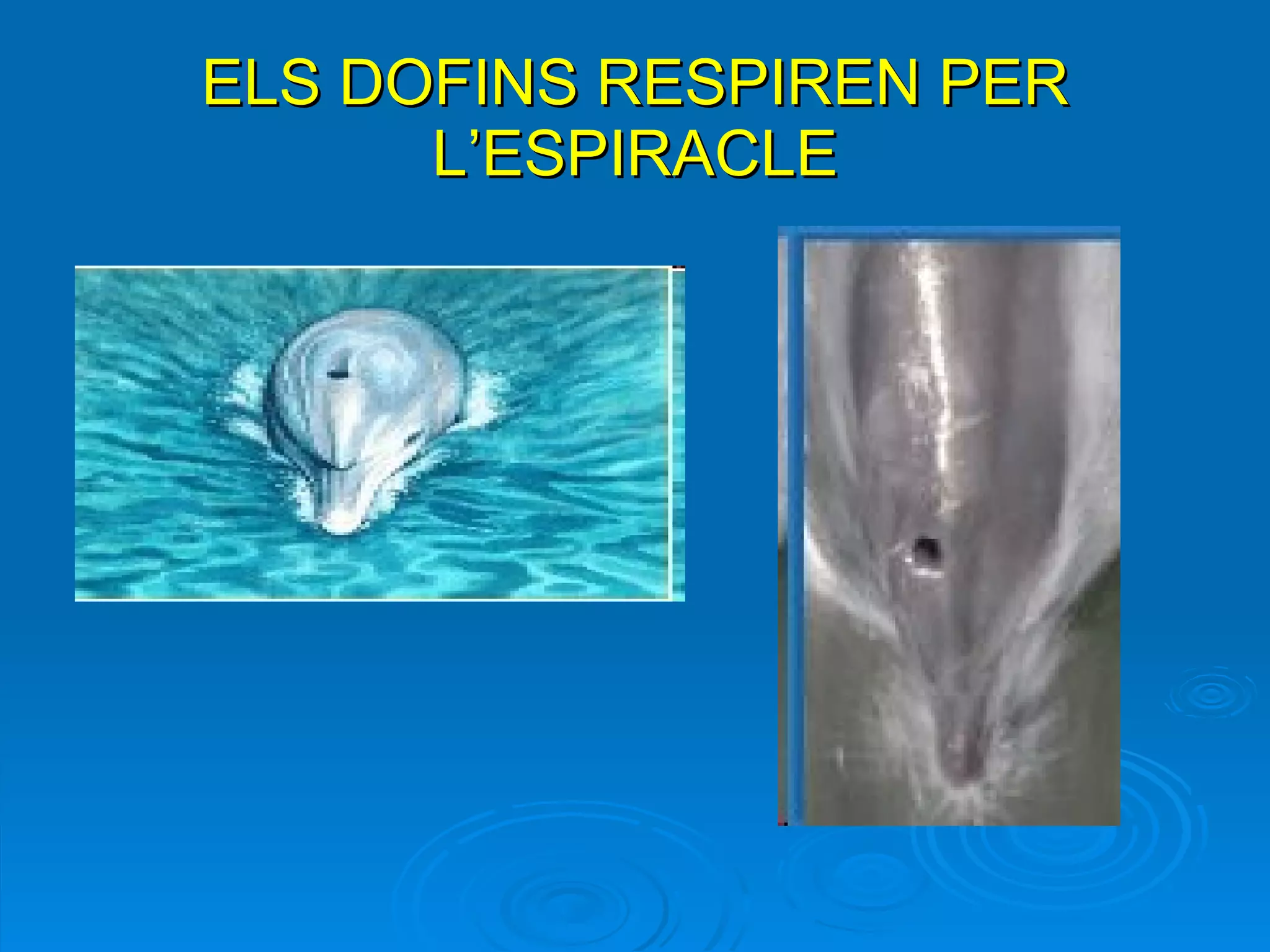 Els dofins (Encara més complet) | PPT