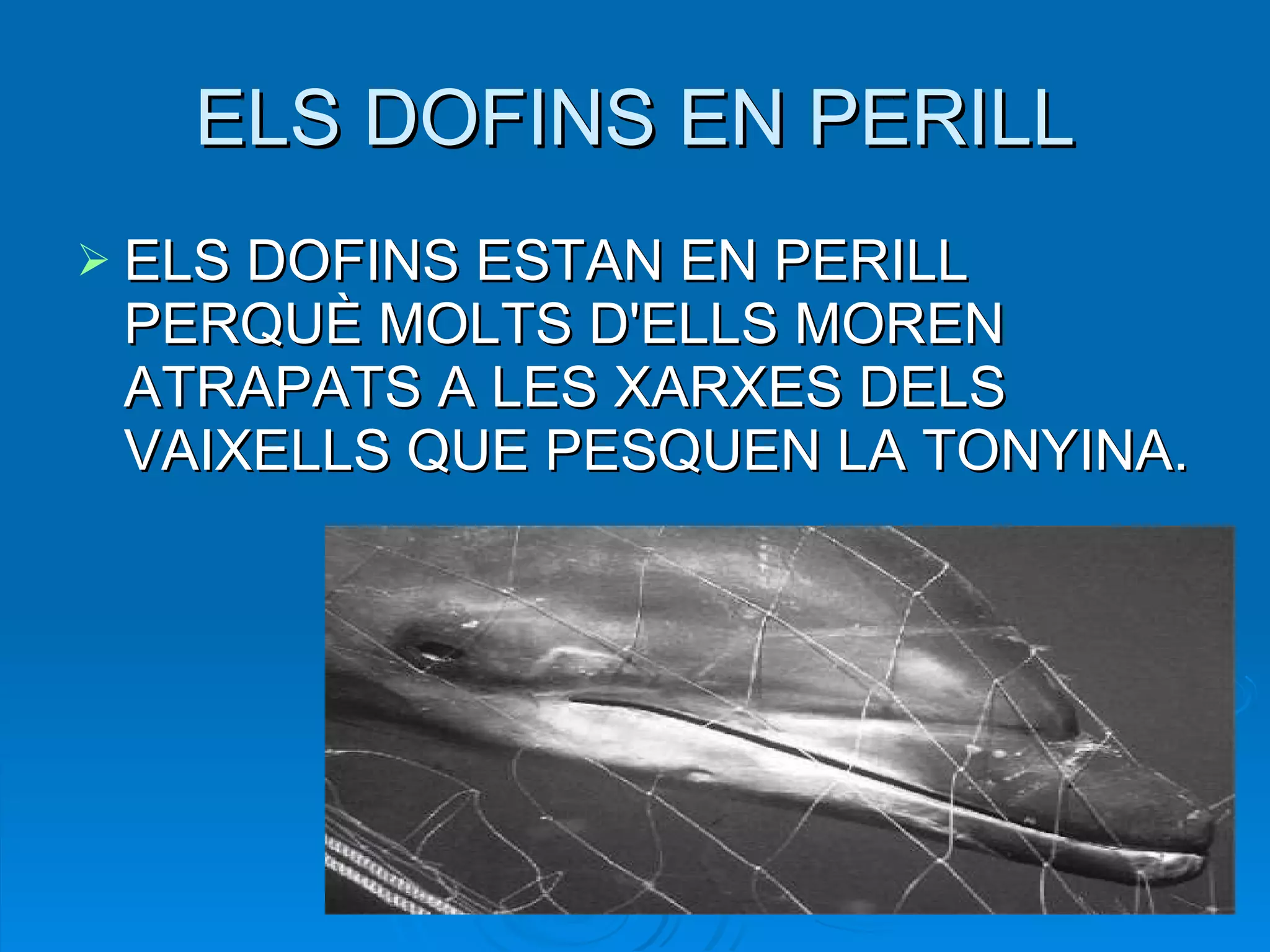 Els dofins (Encara més complet) | PPT