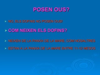 Els dofins (Encara més complet) | PPT