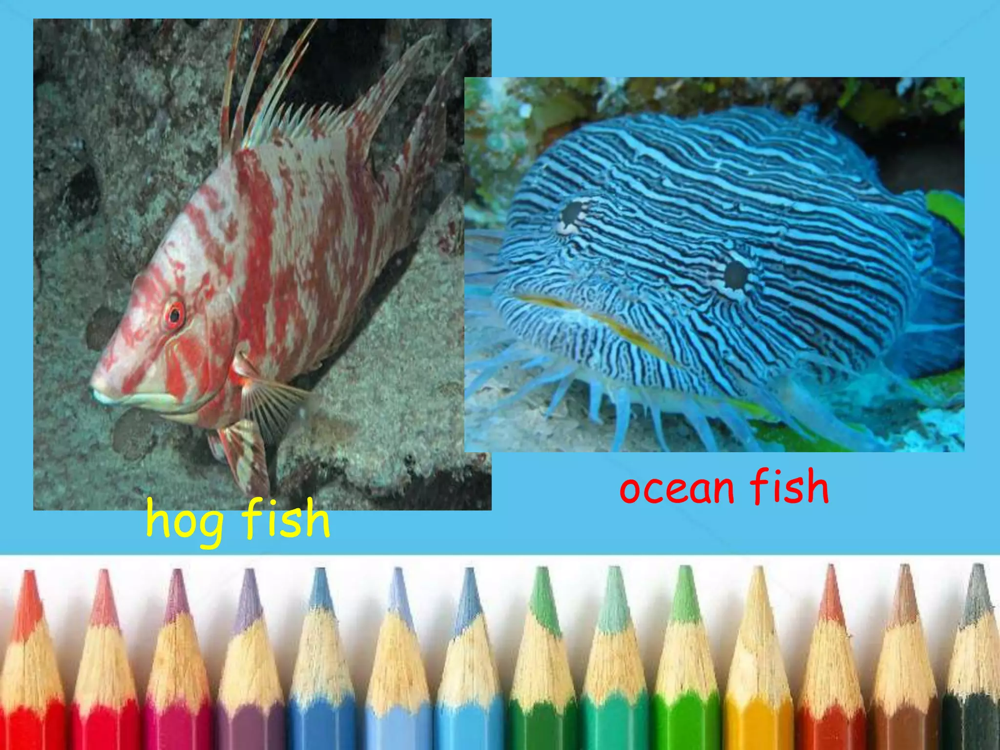 Do fish have voices | PPTX