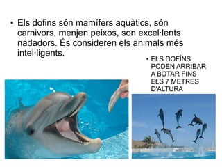 Els dofins | PPT