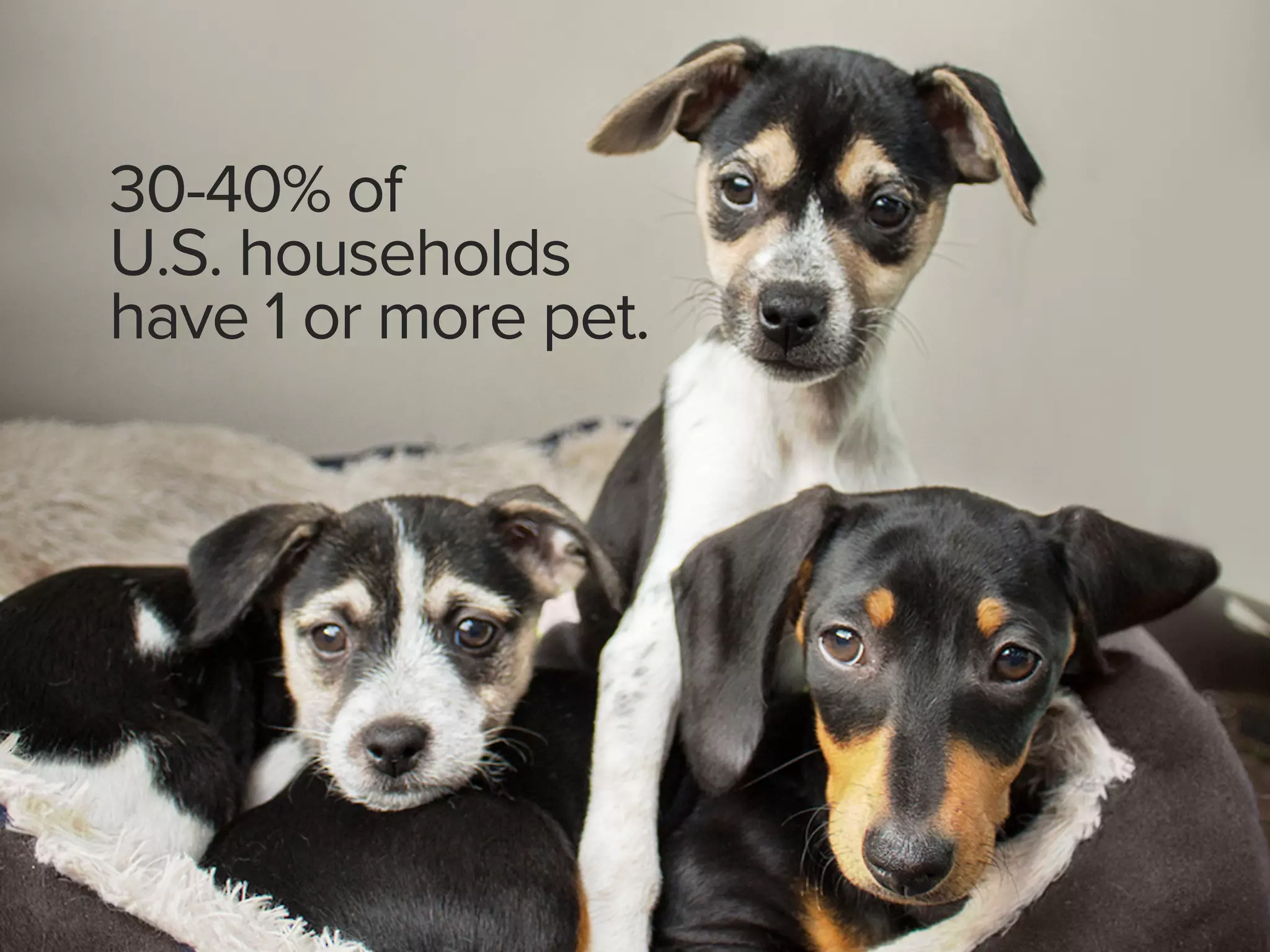 Dog & Cat Overpopulation | PDF | Cats | Pets