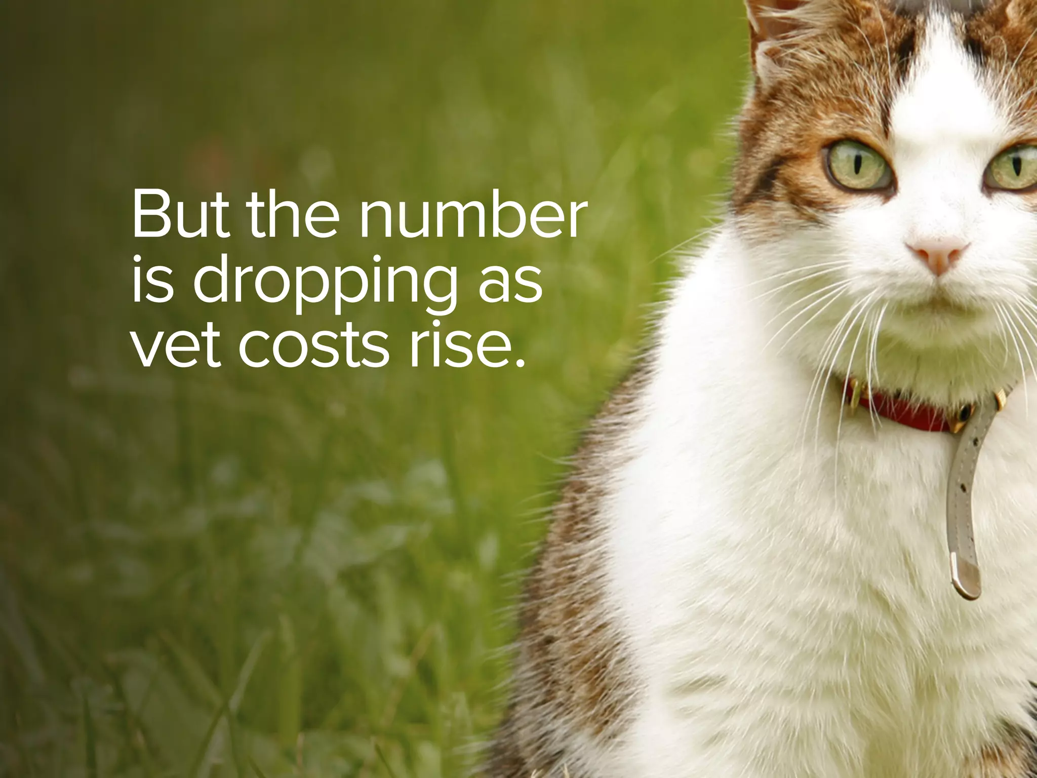 Dog & Cat Overpopulation | PDF | Cats | Pets