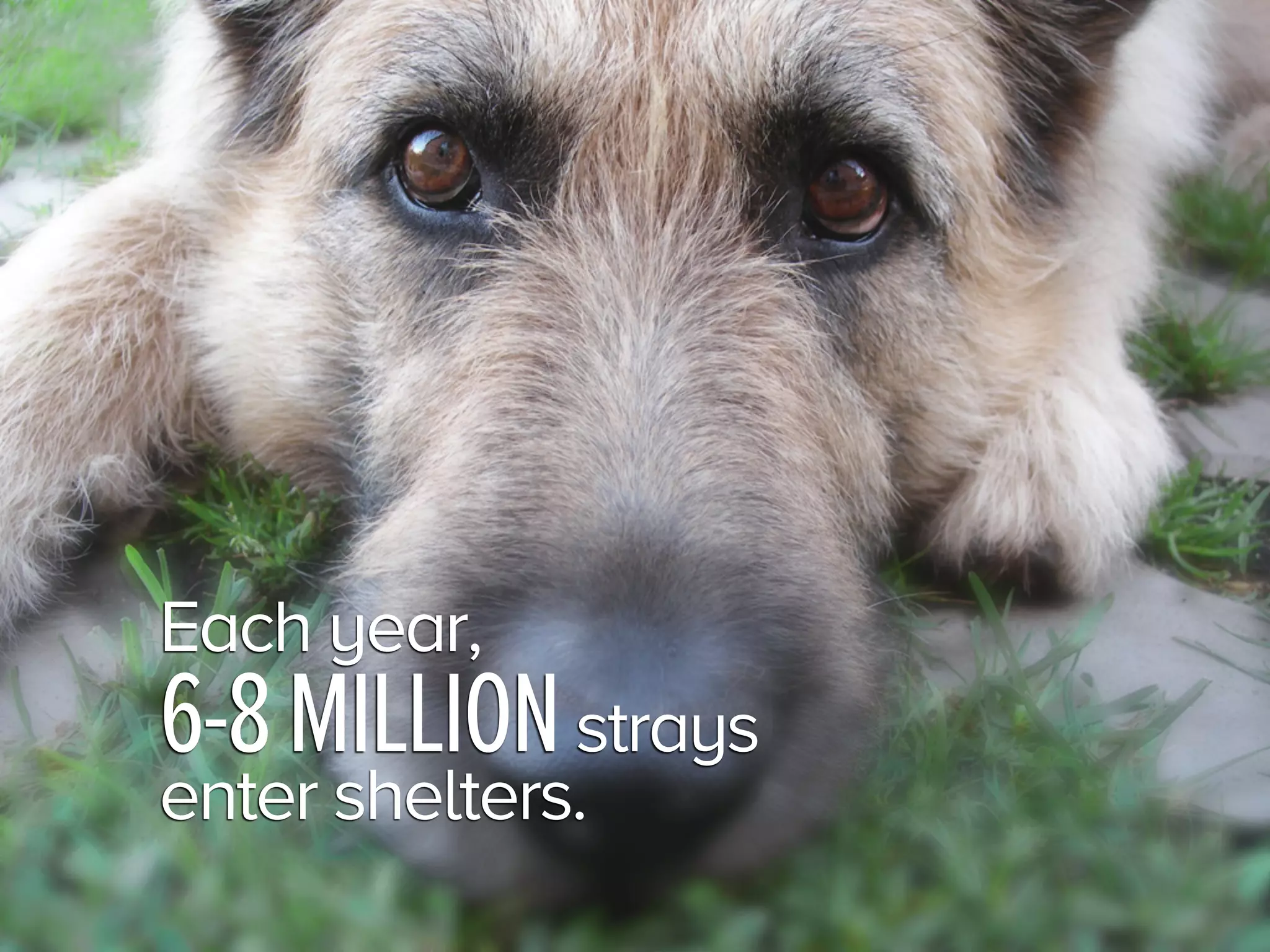 Dog & Cat Overpopulation | PDF | Cats | Pets