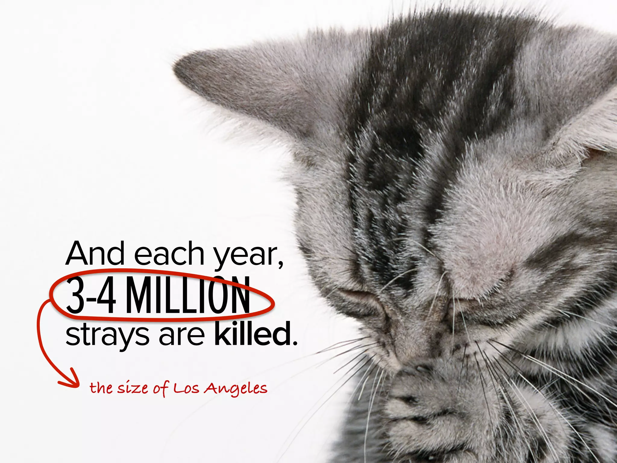 Dog & Cat Overpopulation | PDF | Cats | Pets