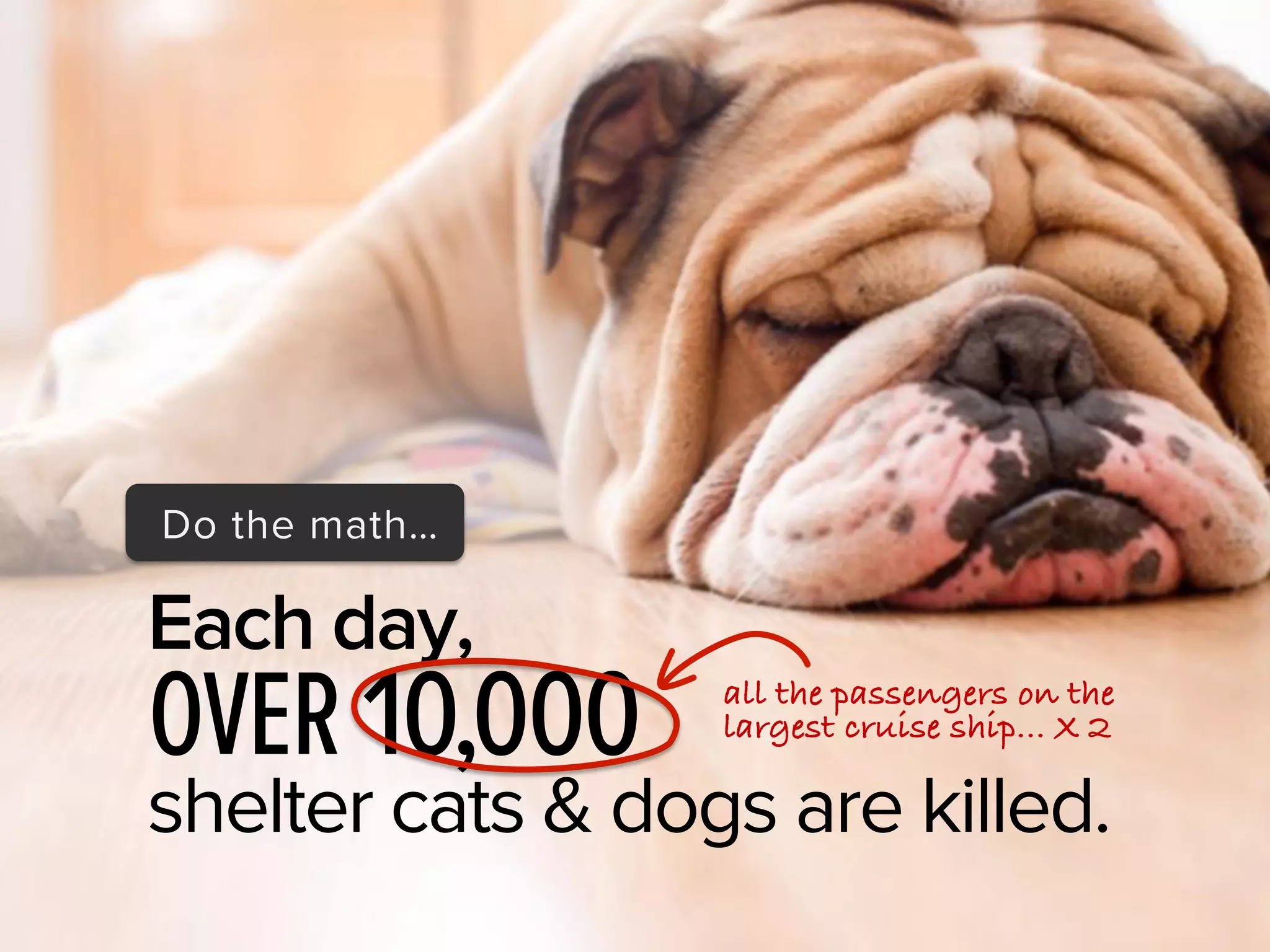 Dog & Cat Overpopulation | PDF | Cats | Pets