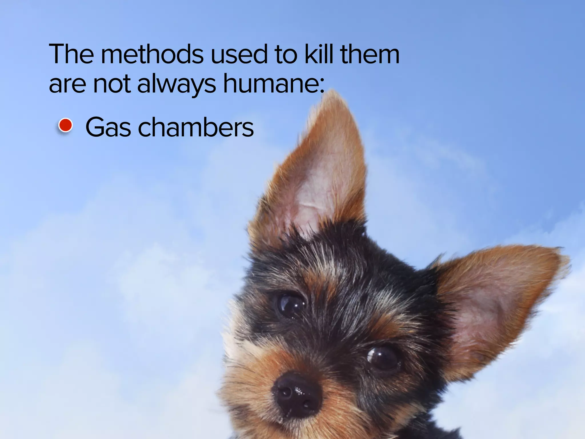 Dog & Cat Overpopulation | PDF | Cats | Pets