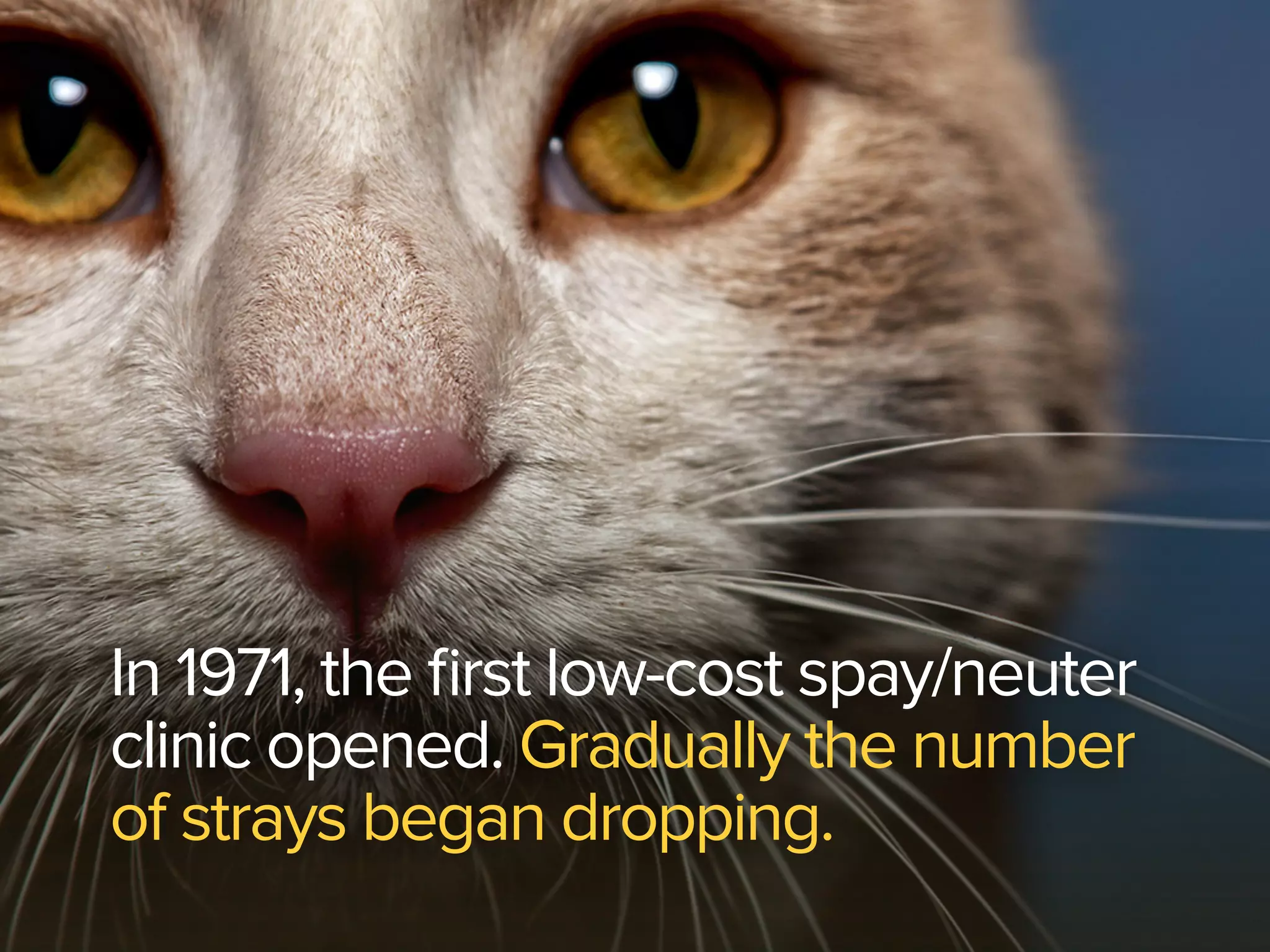 Dog & Cat Overpopulation | PDF | Cats | Pets