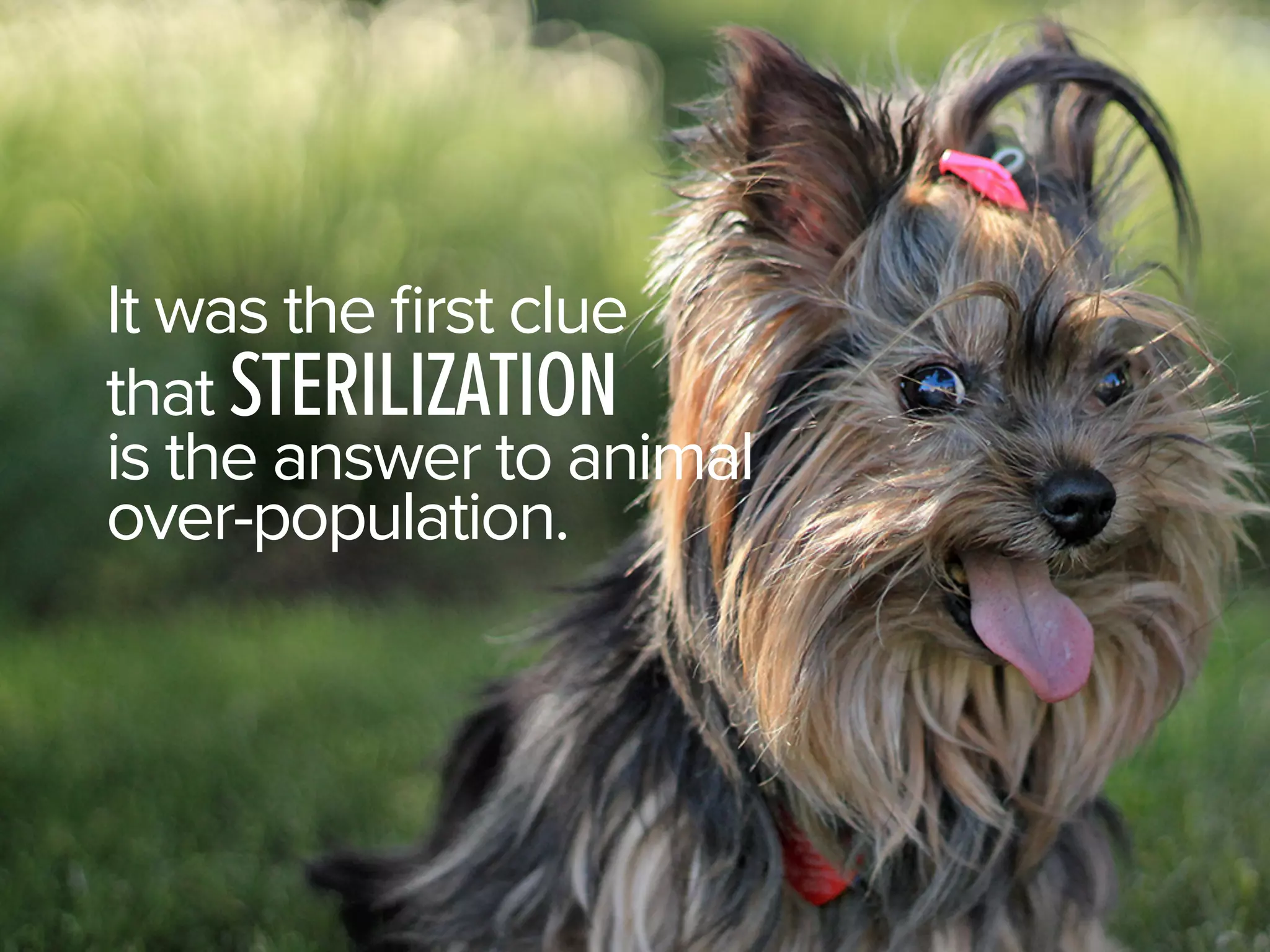 Dog & Cat Overpopulation | PDF | Cats | Pets