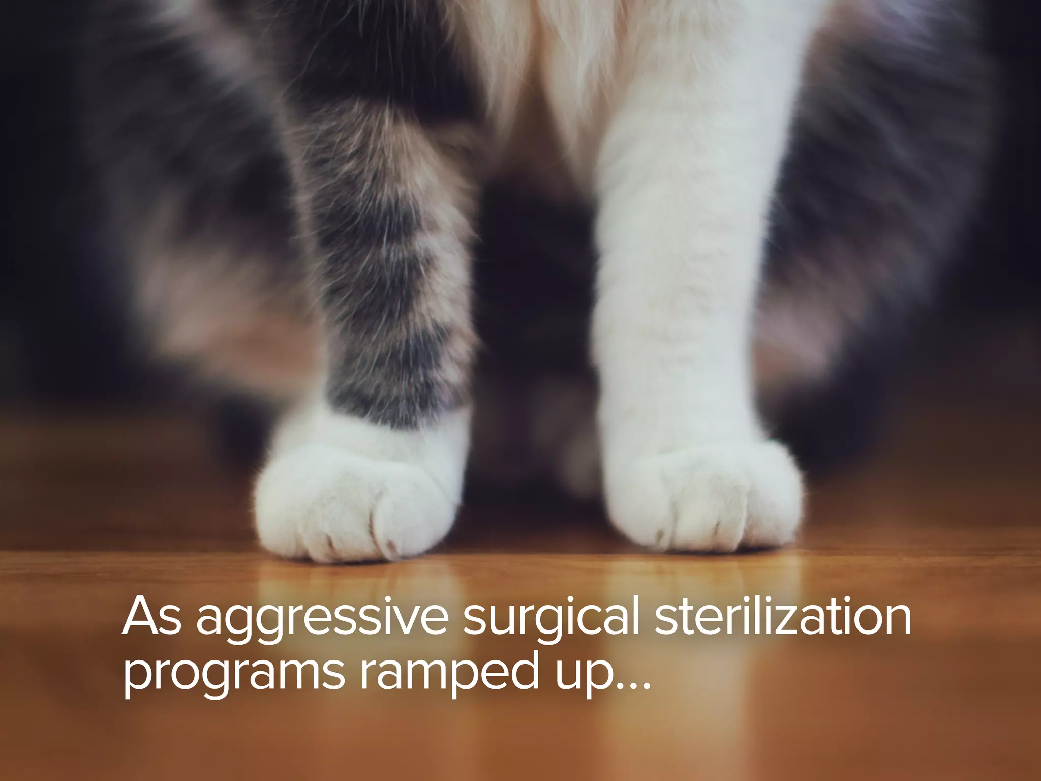 Dog & Cat Overpopulation | PDF | Cats | Pets