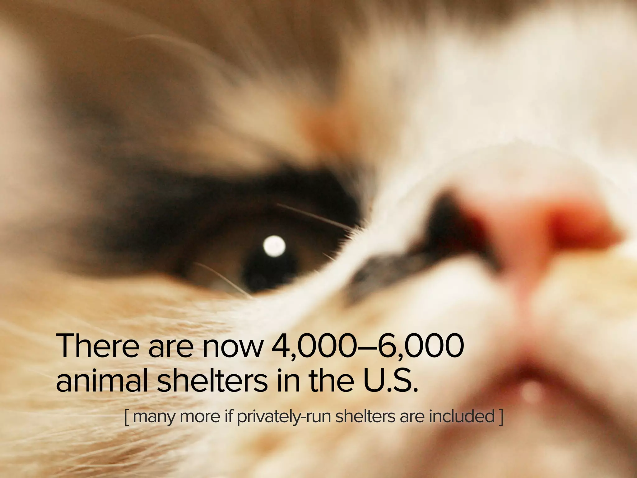 Dog & Cat Overpopulation | PDF | Cats | Pets