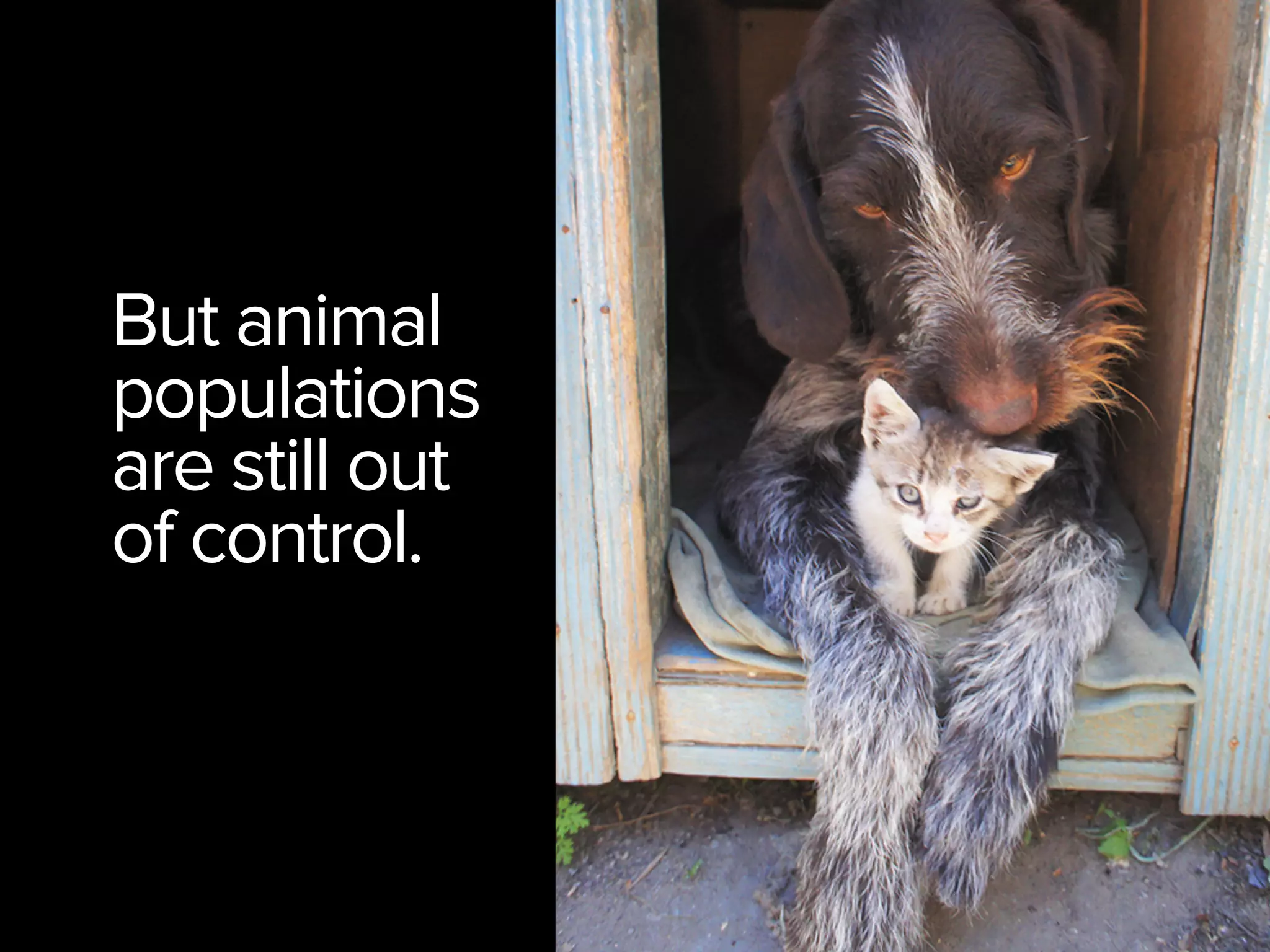 Dog & Cat Overpopulation | PDF