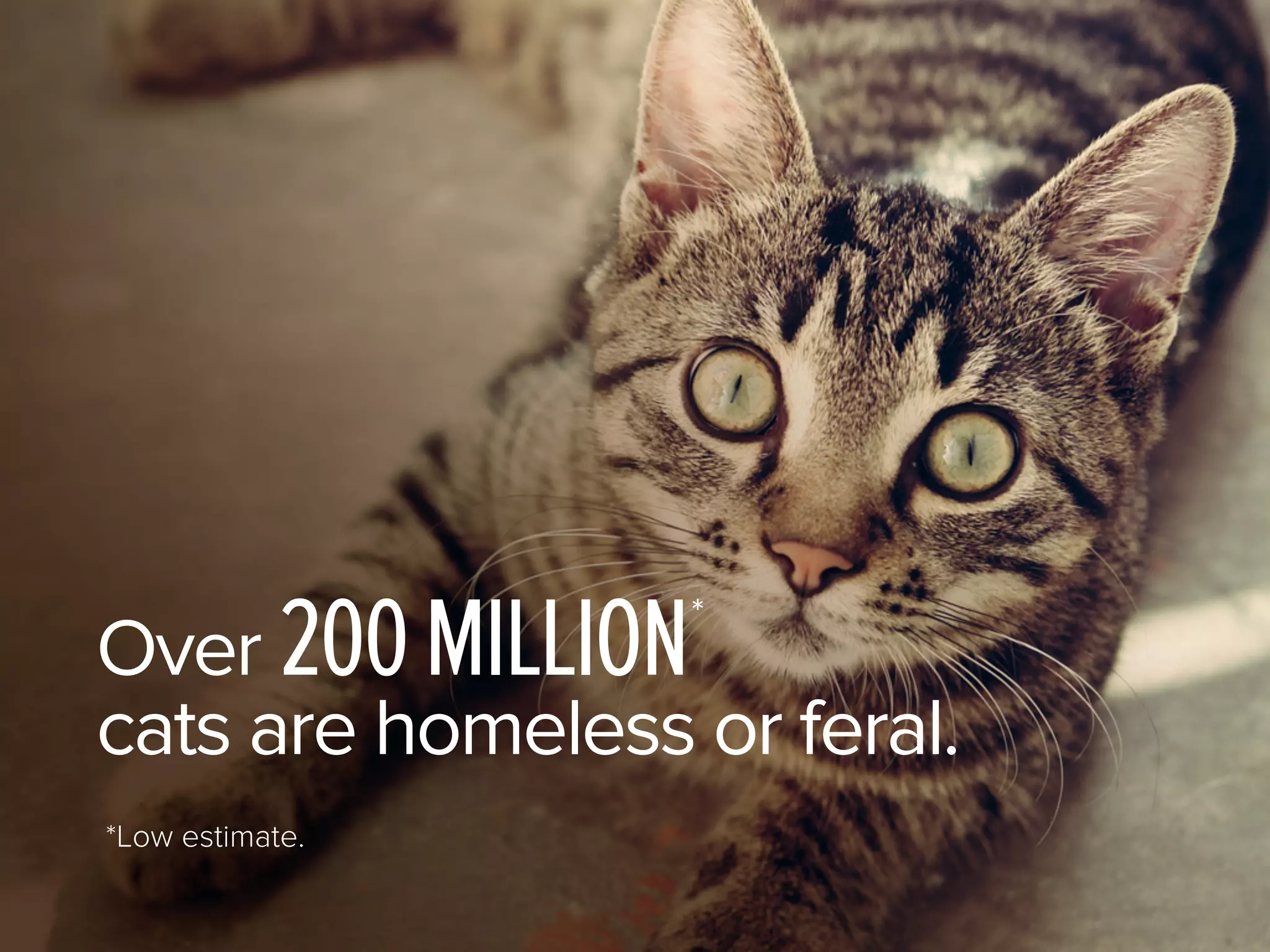 Dog & Cat Overpopulation | PDF | Cats | Pets