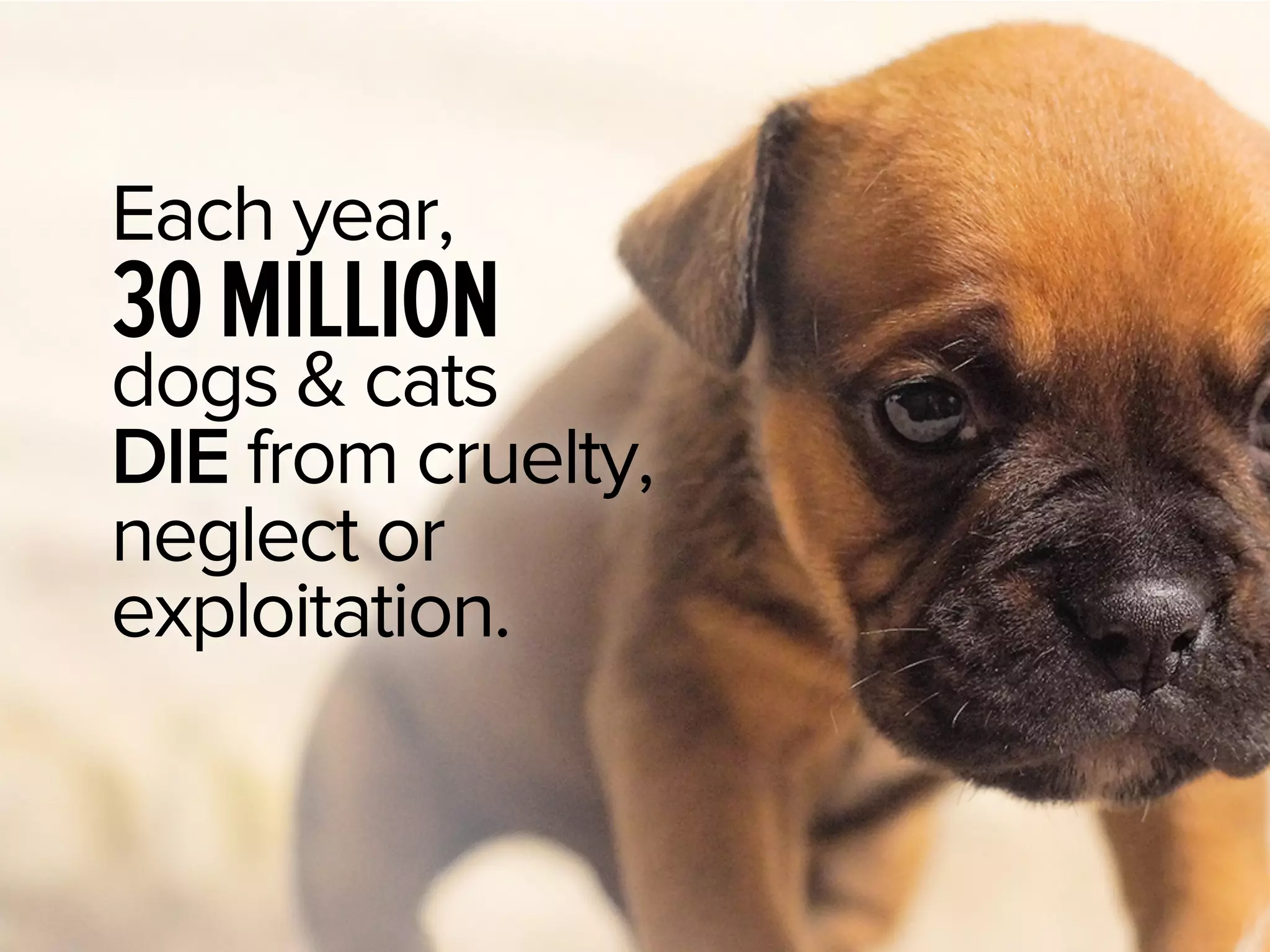 Dog & Cat Overpopulation | PDF | Cats | Pets