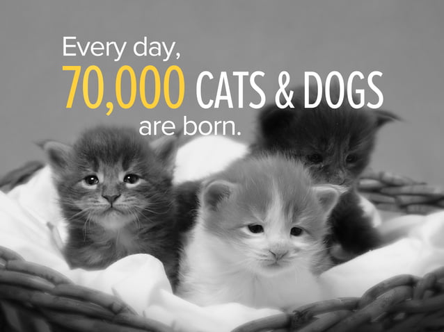 Dog & Cat Overpopulation | PDF | Cats | Pets