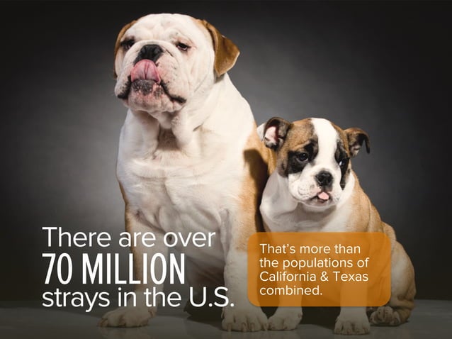 Dog & Cat Overpopulation | PDF | Cats | Pets