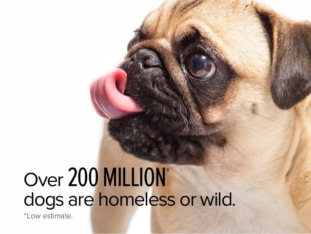 Dog & Cat Overpopulation