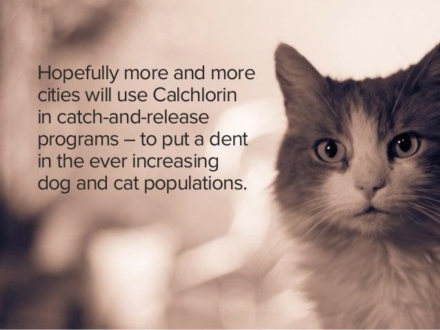 Pet Overpopulation Quotes