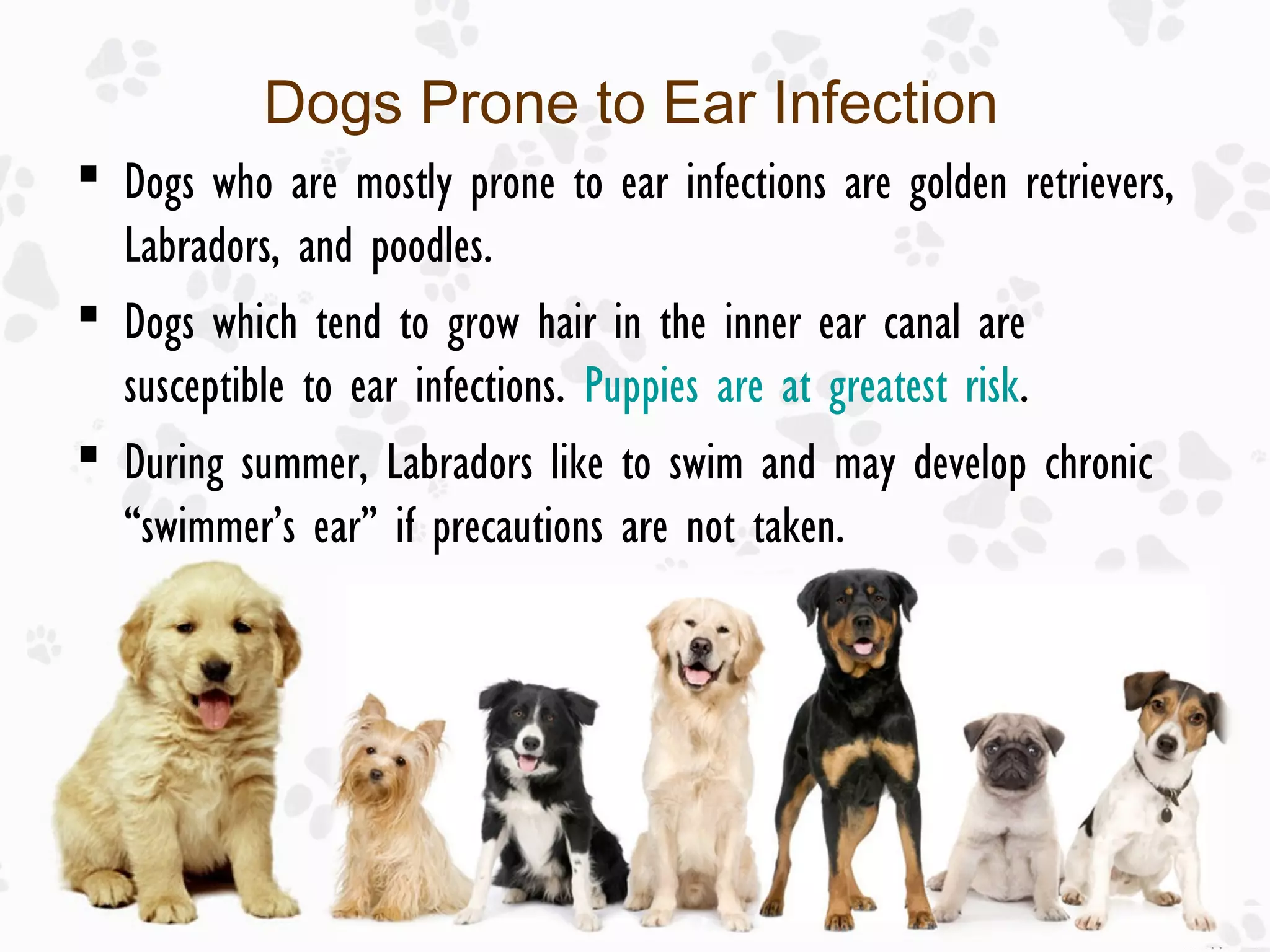 Ear Infection in Dogs: Causes, Treatments and Prevention | PPT