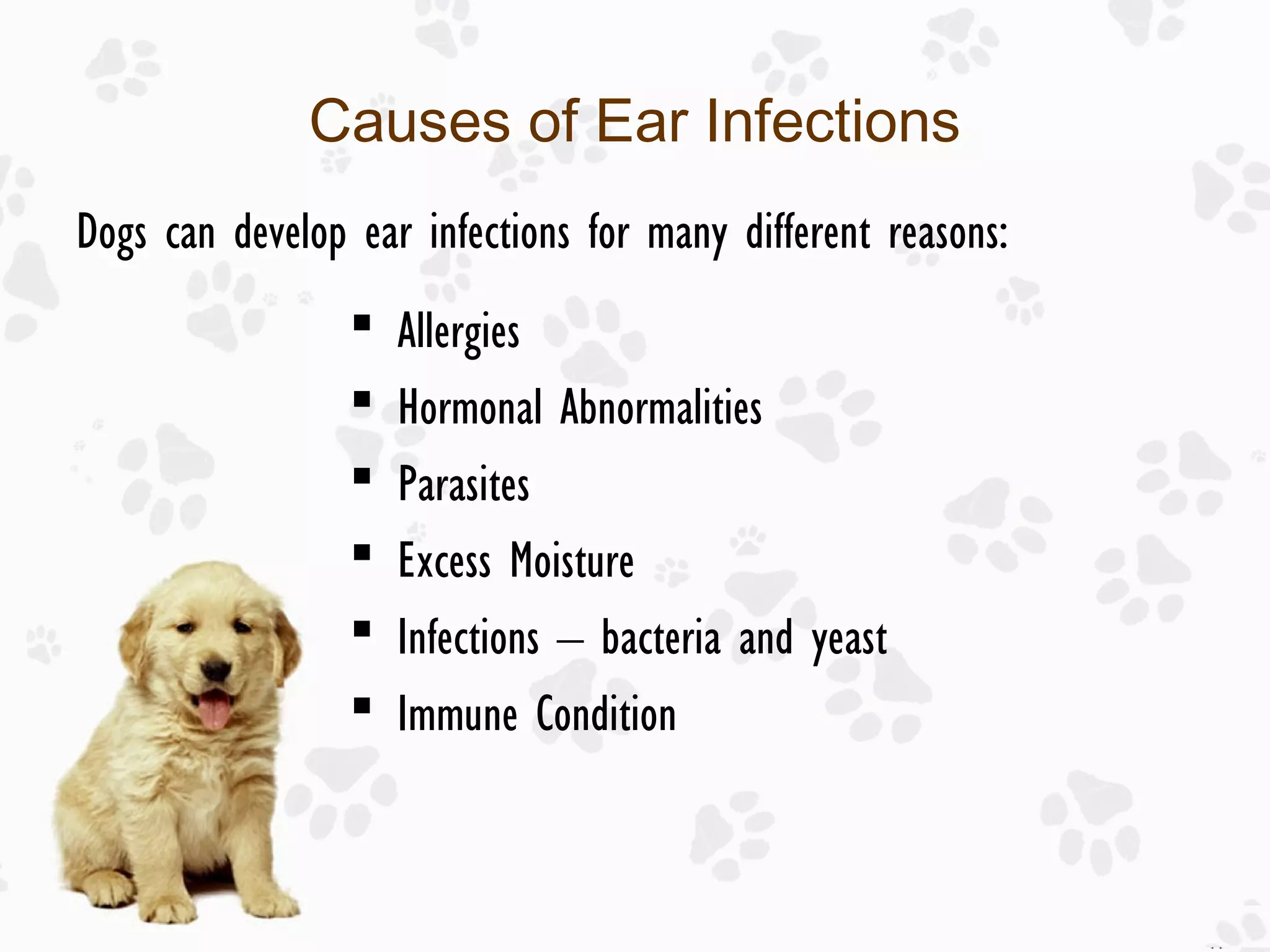Ear Infection in Dogs: Causes, Treatments and Prevention | PPT
