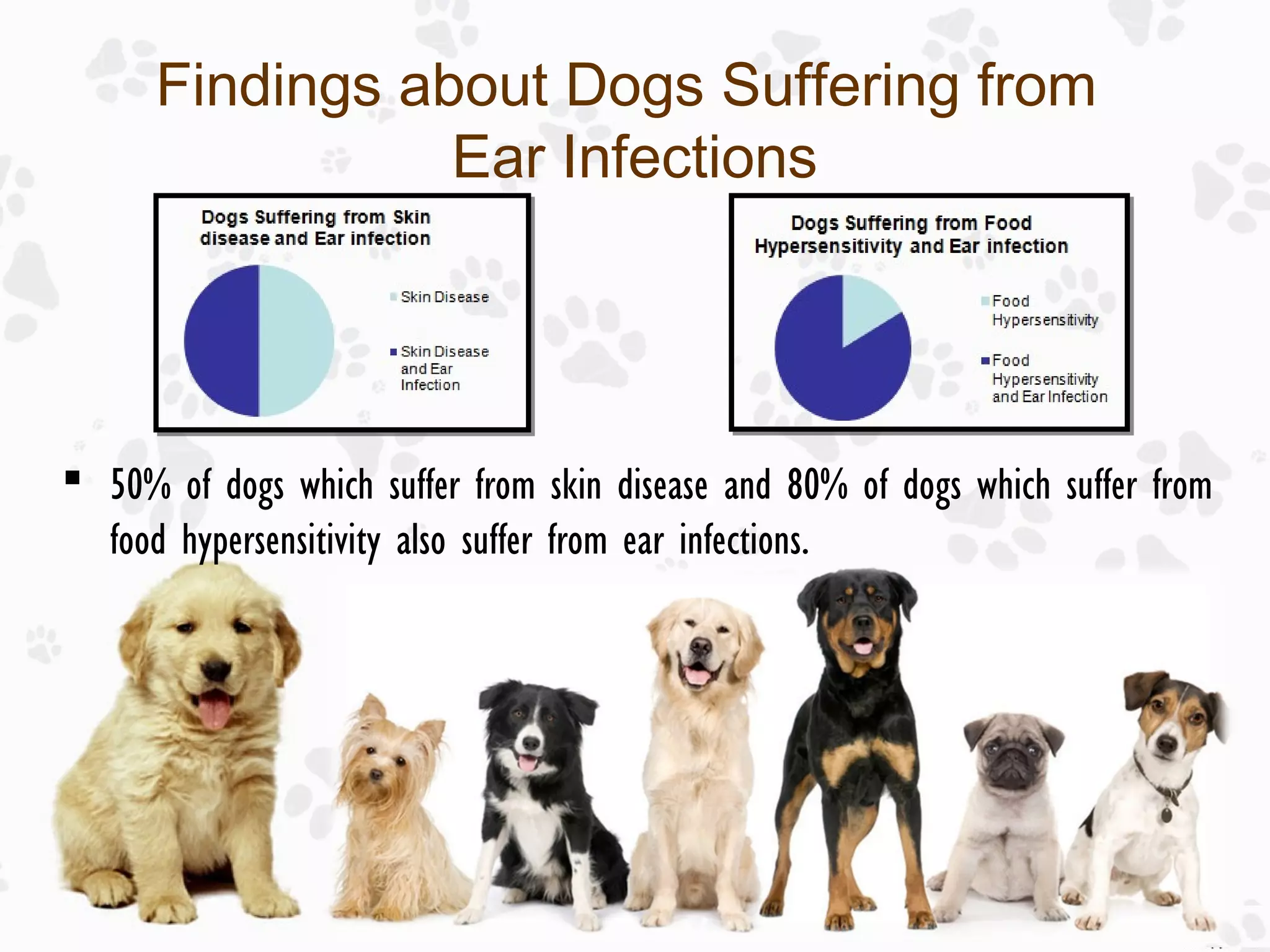 Ear Infection in Dogs: Causes, Treatments and Prevention | PPT