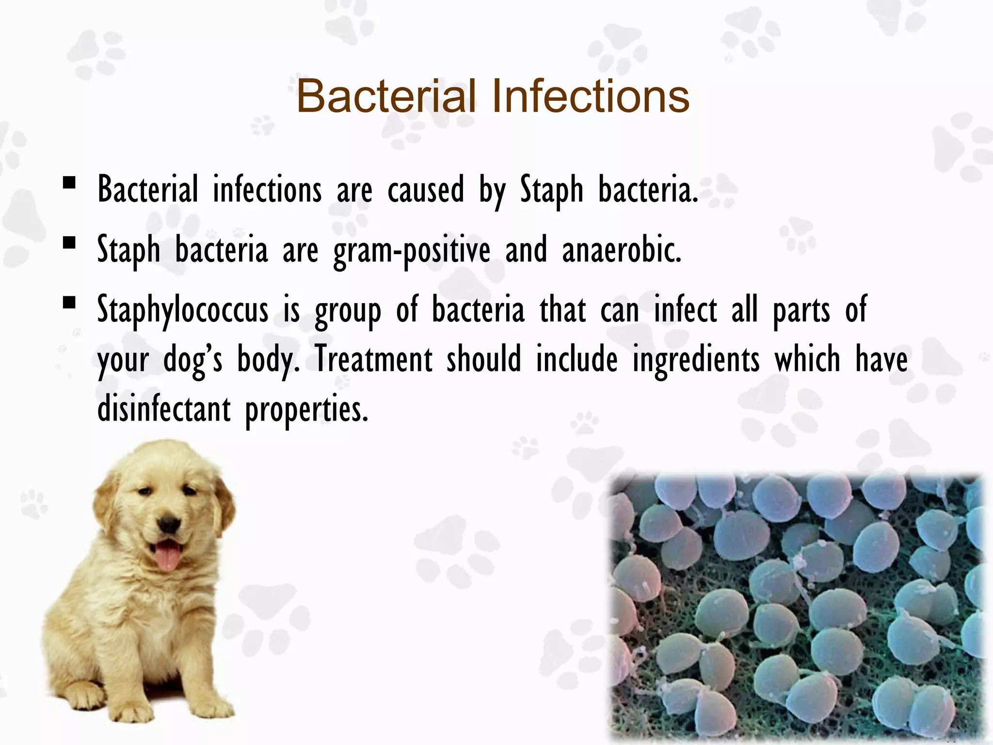 Ear Infection in Dogs: Causes, Treatments and Prevention | PPT