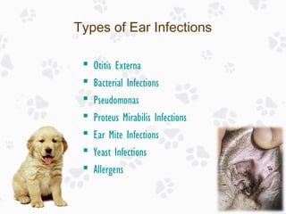 Ear Infection in Dogs: Causes, Treatments and Prevention | PPT