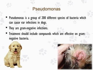 Ear Infection in Dogs: Causes, Treatments and Prevention | PPT