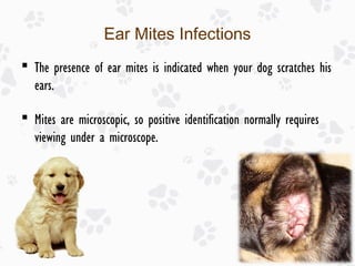 Ear Infection in Dogs: Causes, Treatments and Prevention | PPT
