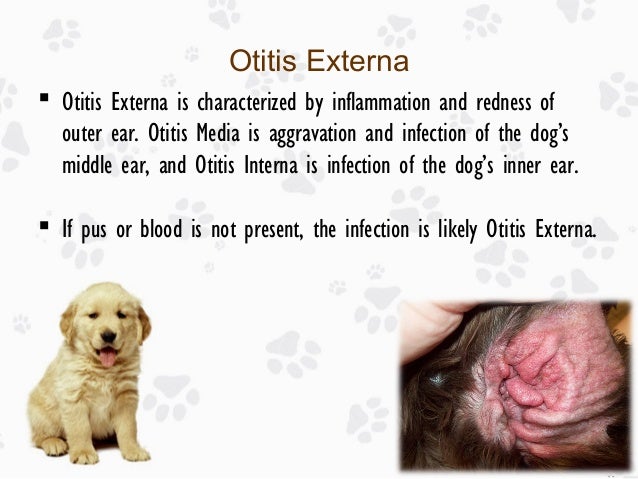 Ear Infection in Dogs: Causes, Treatments and Prevention