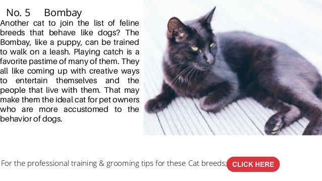 Dog-Like Cat Breeds - The Best 11.pdf