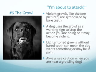 Dog speak differently | PPTX