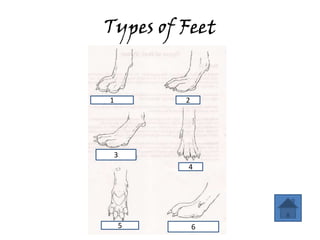 Dog Anatomy Review | PPT