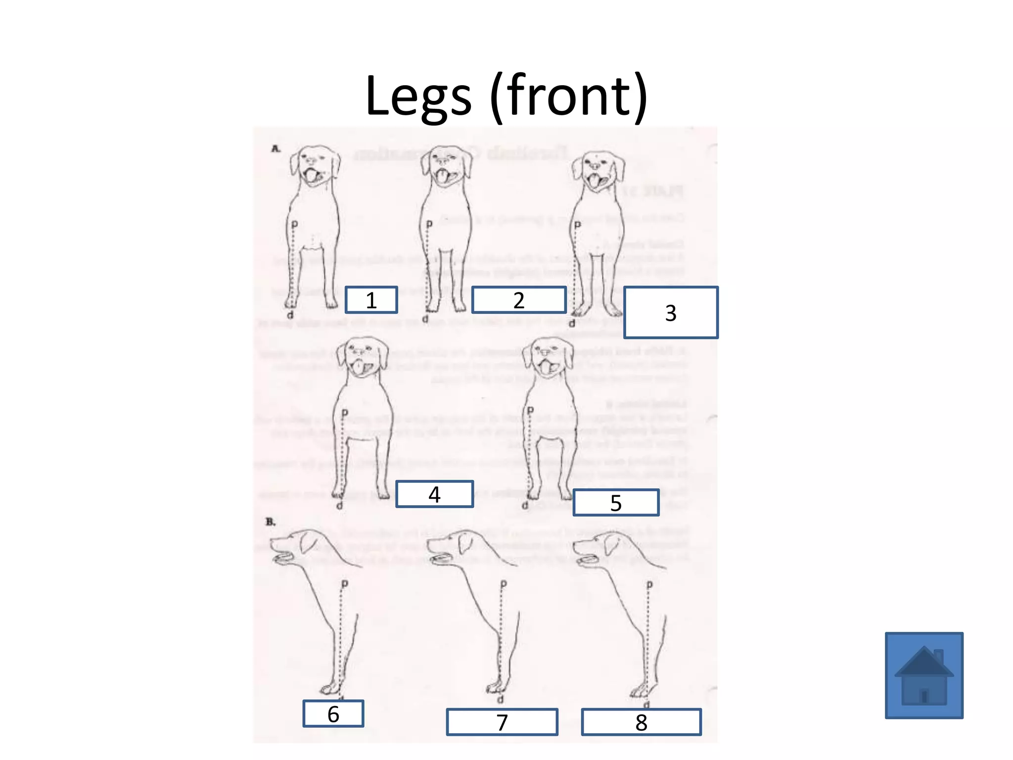Dog Anatomy Review | PPTX