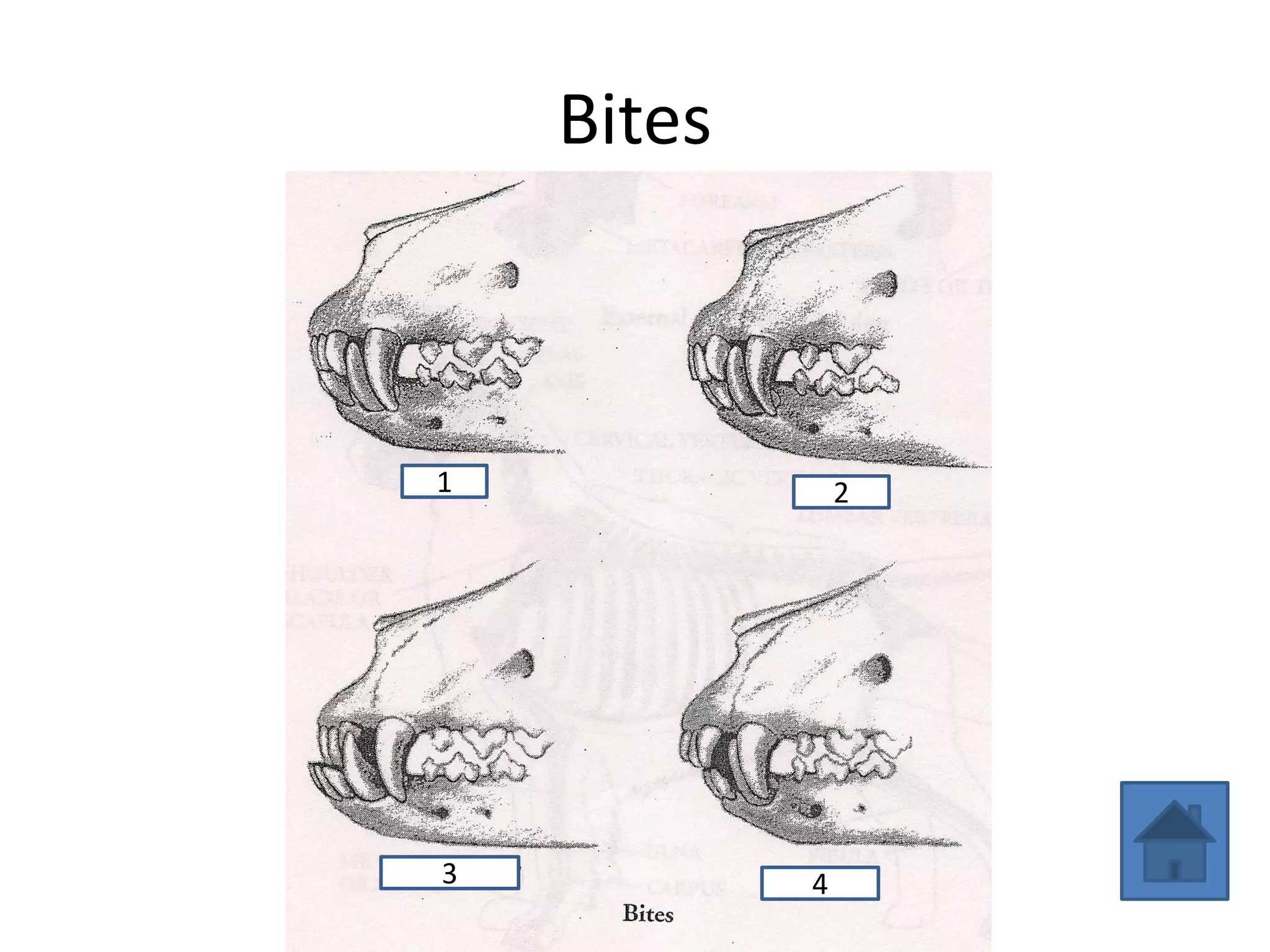 Dog Anatomy Review | PPTX