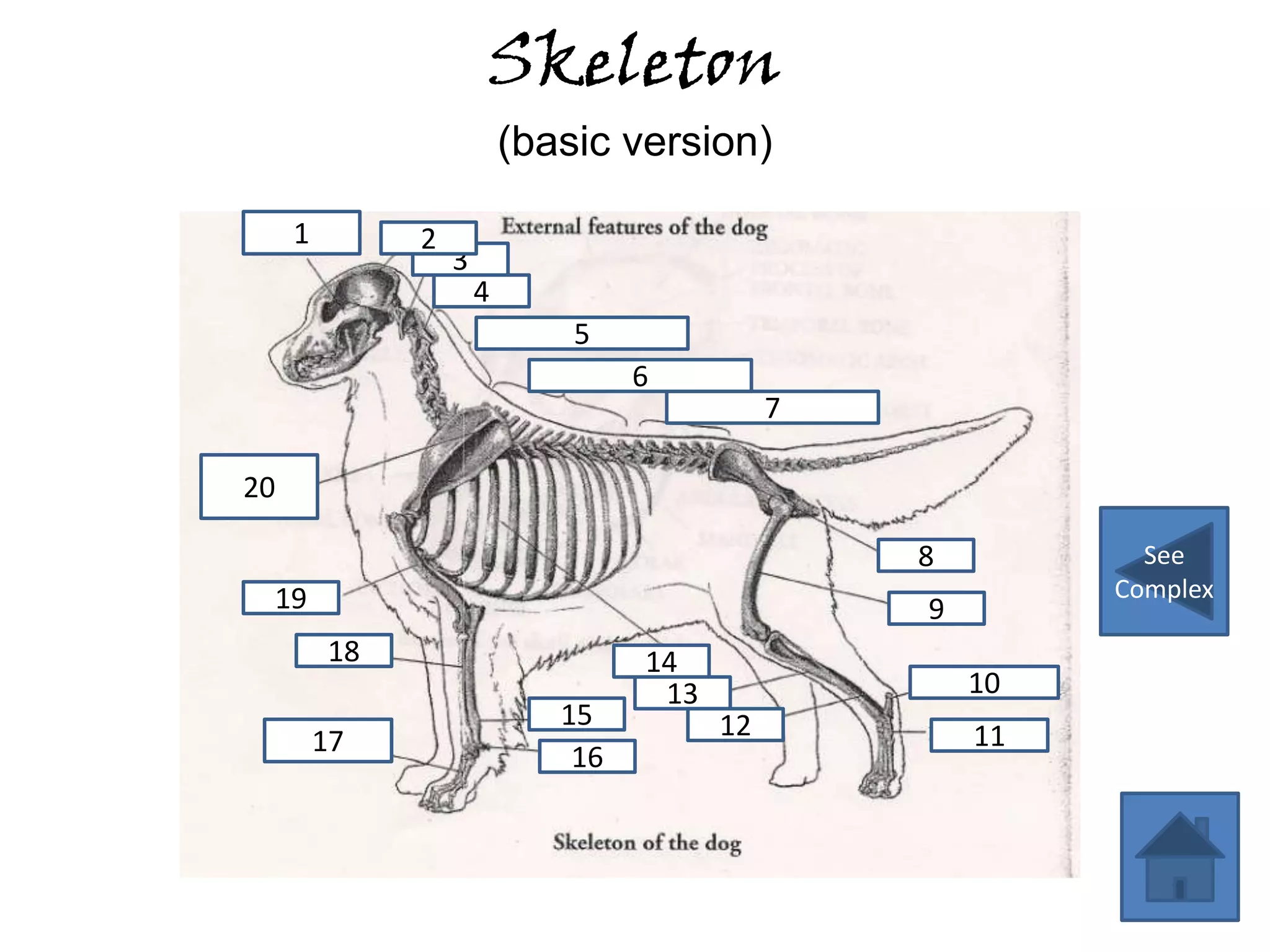 Dog Anatomy Review | PPTX