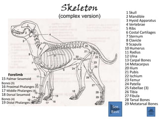 Dog Anatomy Review | PPTX