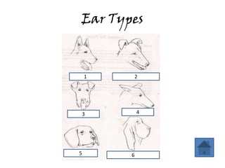 Dog Anatomy Review | PPTX