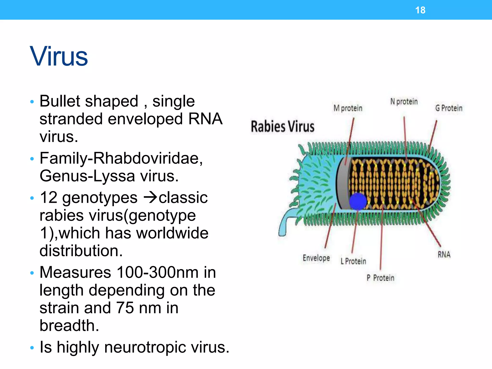 DOG BITE and it's Management-RAVINDRA G O | PPTX