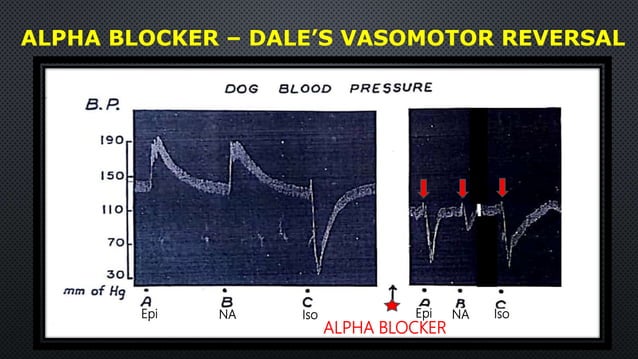 Dog blood pressure | PPTX