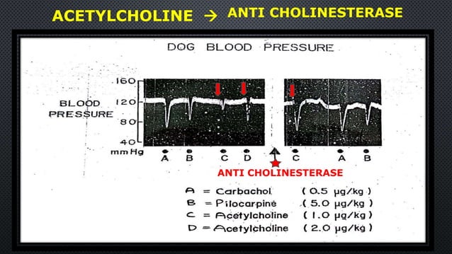 Dog blood pressure | PPTX