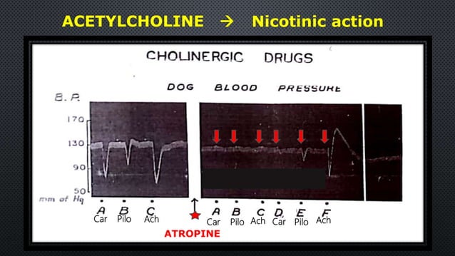 Dog blood pressure | PPTX