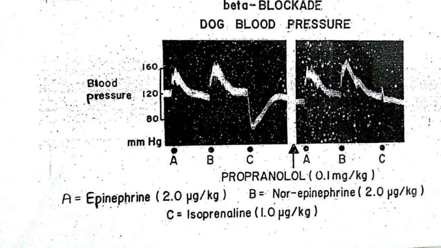 Dog blood pressure | PPTX