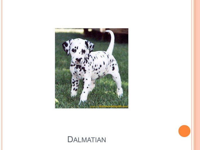 Dog Breeds | PPT